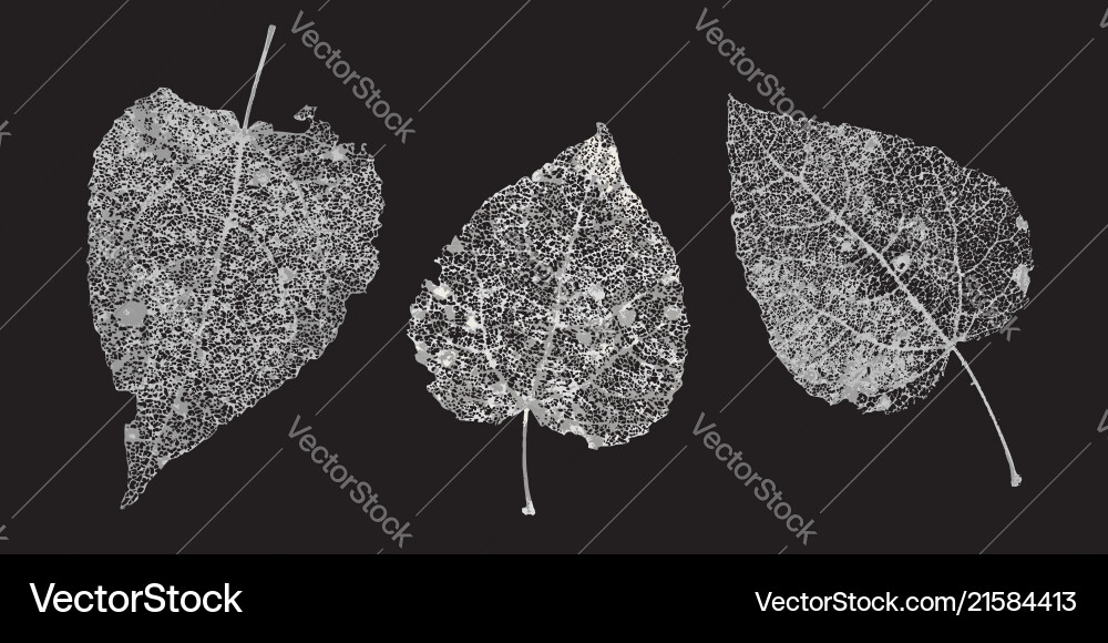 White & Gray Leaf Skeletons Royalty Free Vector Image