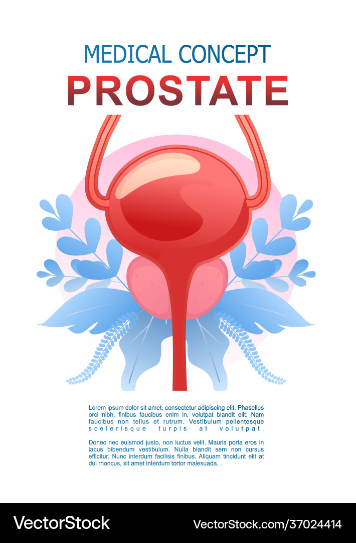 Medical concept internal organ prostate Royalty Free Vector