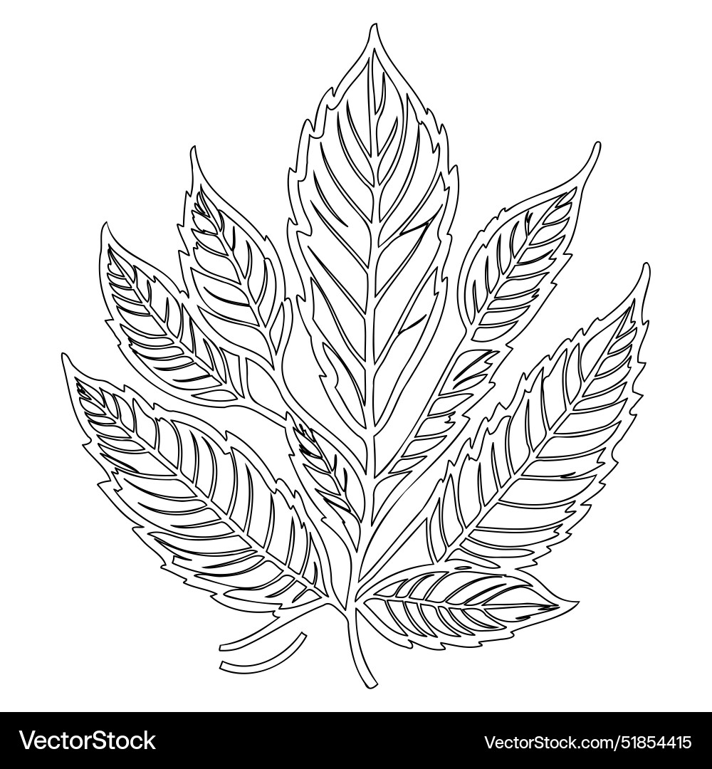 Chestnut leaf floral outline sketch Royalty Free Vector