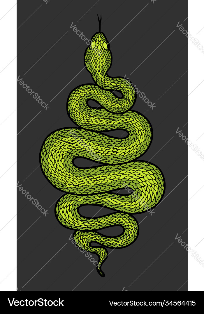 Green coiled snake detailed Royalty Free Vector Image