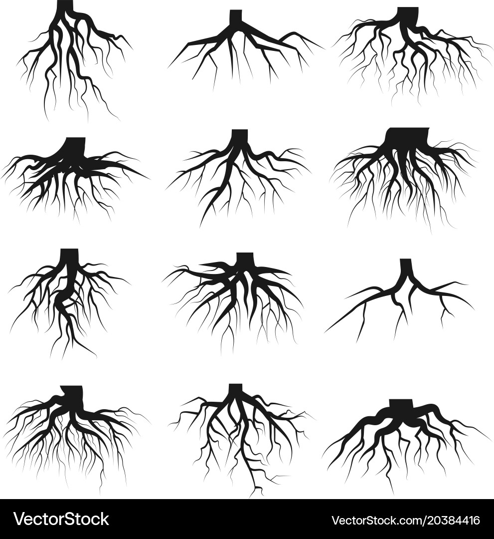 Root System Underground Royalty Free Vector Image