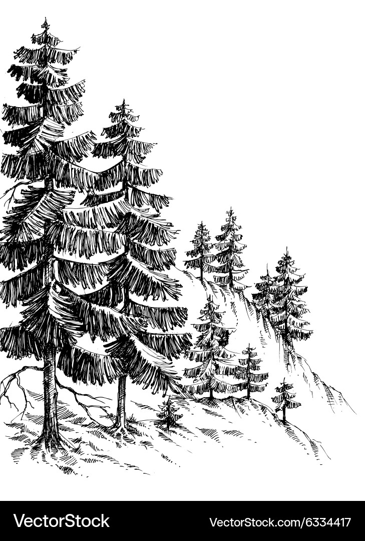 Как нарисовать хвойный лес