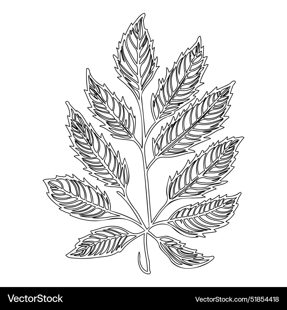 Chestnut leaf floral outline sketch Royalty Free Vector