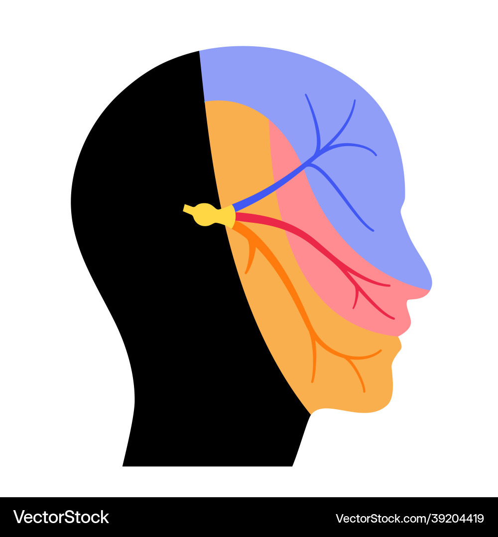 Neuralgie Vector Images (über 510)