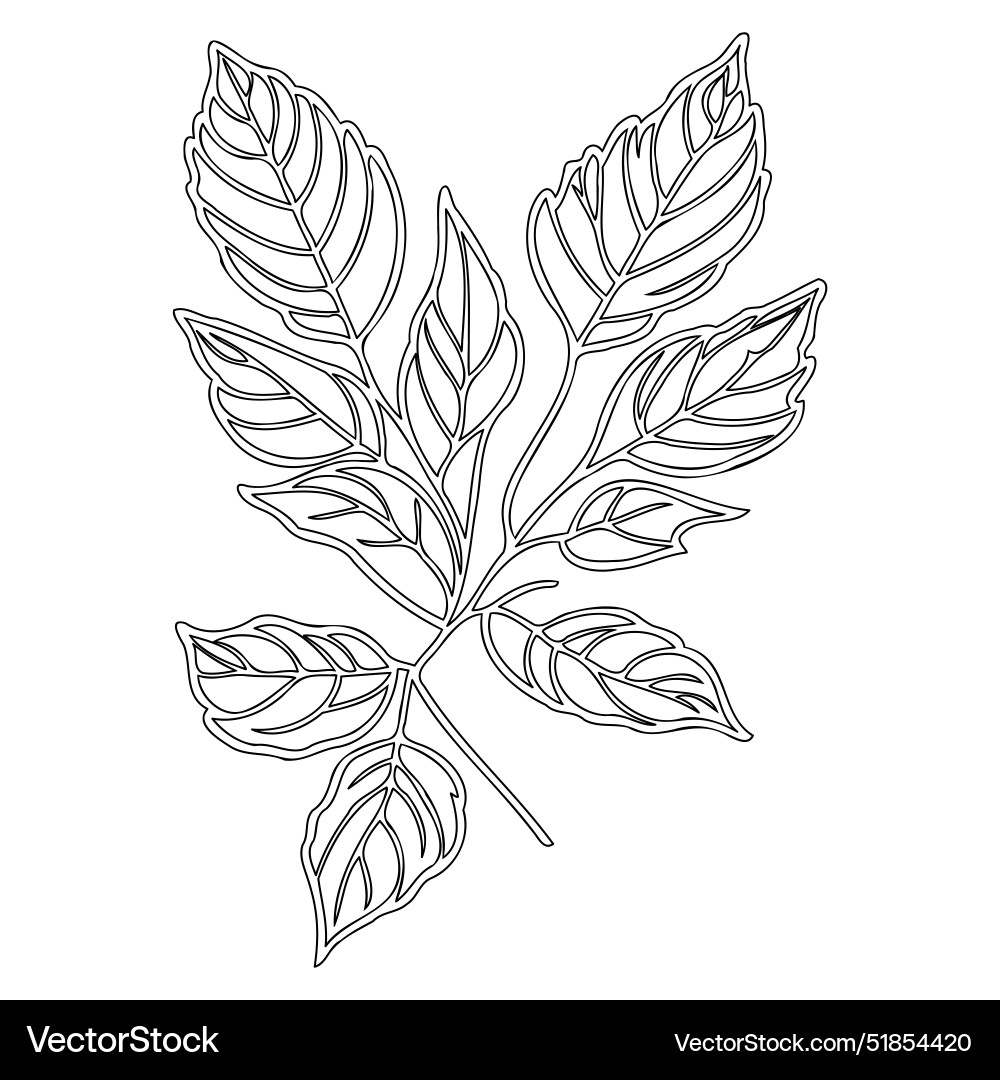 Chestnut leaf floral outline sketch Royalty Free Vector