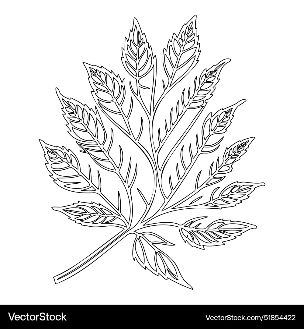 Chestnut leaf floral outline sketch Royalty Free Vector
