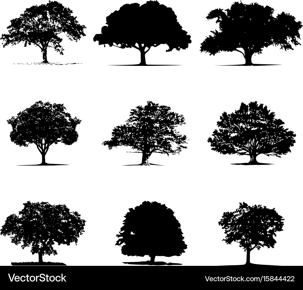 Tree silhouette Royalty Free Vector Image - VectorStock