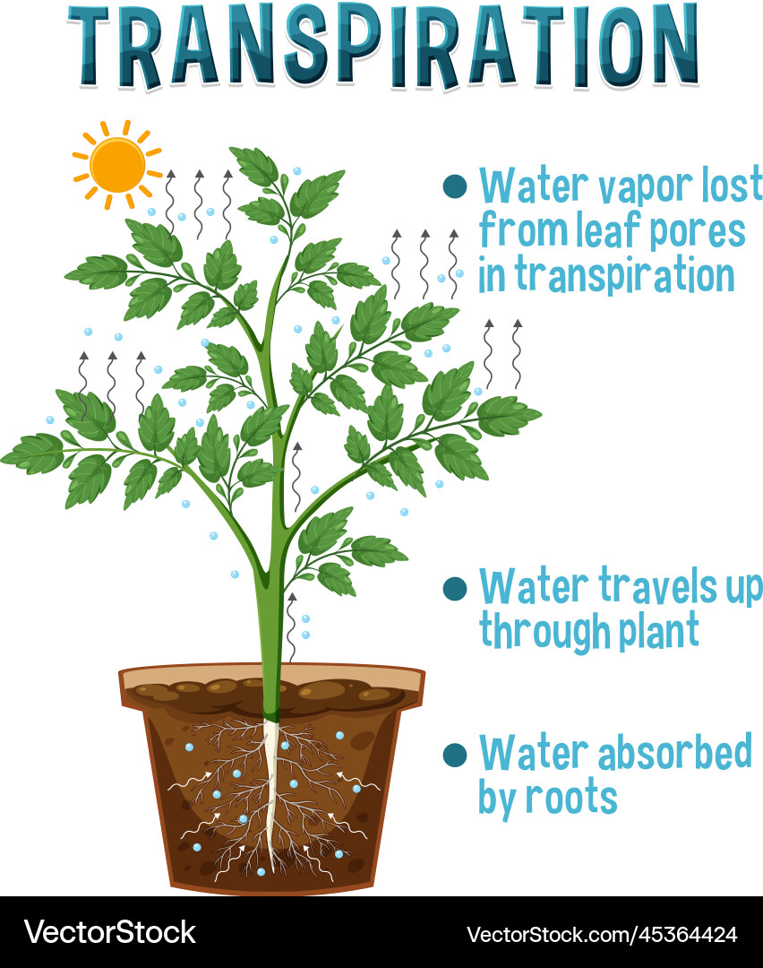 Plant Transpiration Diagram