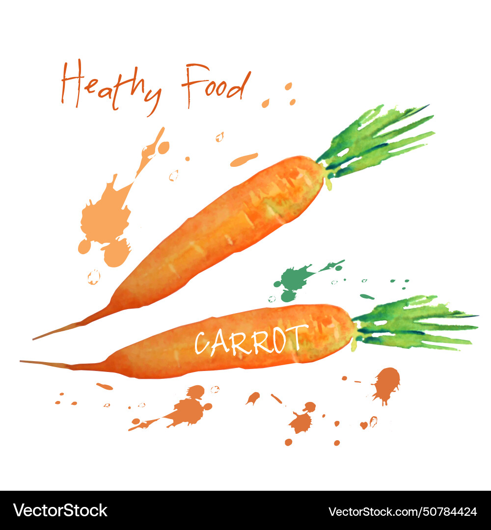 Watercolor carrot isolated on a white background Vector Image