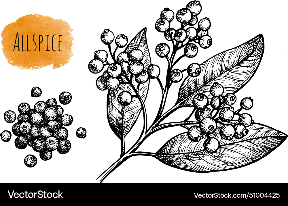Allspice ink sketch Royalty Free Vector Image - VectorStock