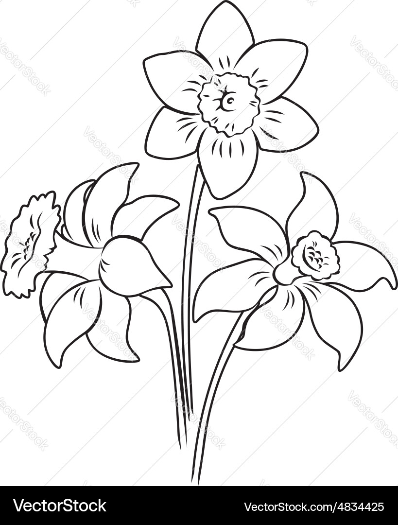 Narcissus flower Royalty Free Vector Image - VectorStock