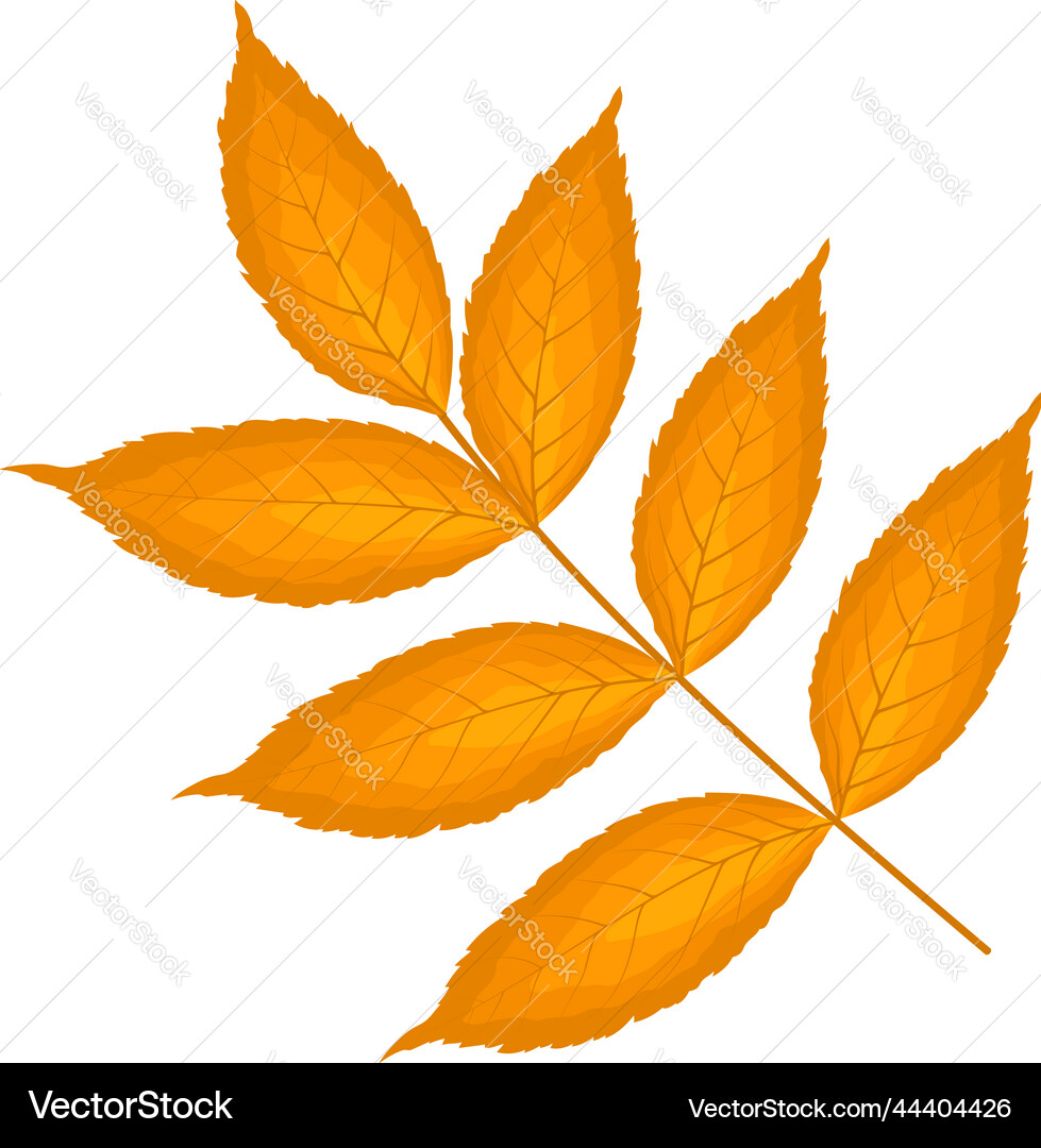 Ash-tree leaf Royalty Free Vector Image - VectorStock