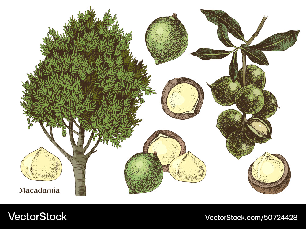 Hand drawn macadamia nuts set Royalty Free Vector Image