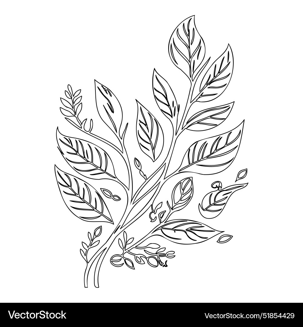 Lilac leaf floral outline sketch Royalty Free Vector Image
