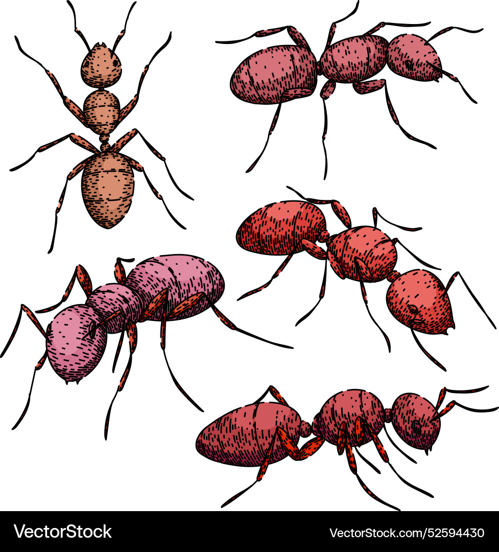 Ant set sketch hand drawn Royalty Free Vector Image