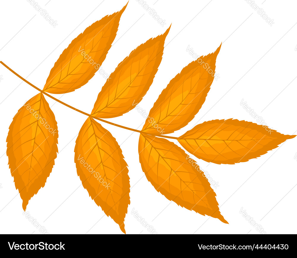 Ash-tree leaf Royalty Free Vector Image - VectorStock