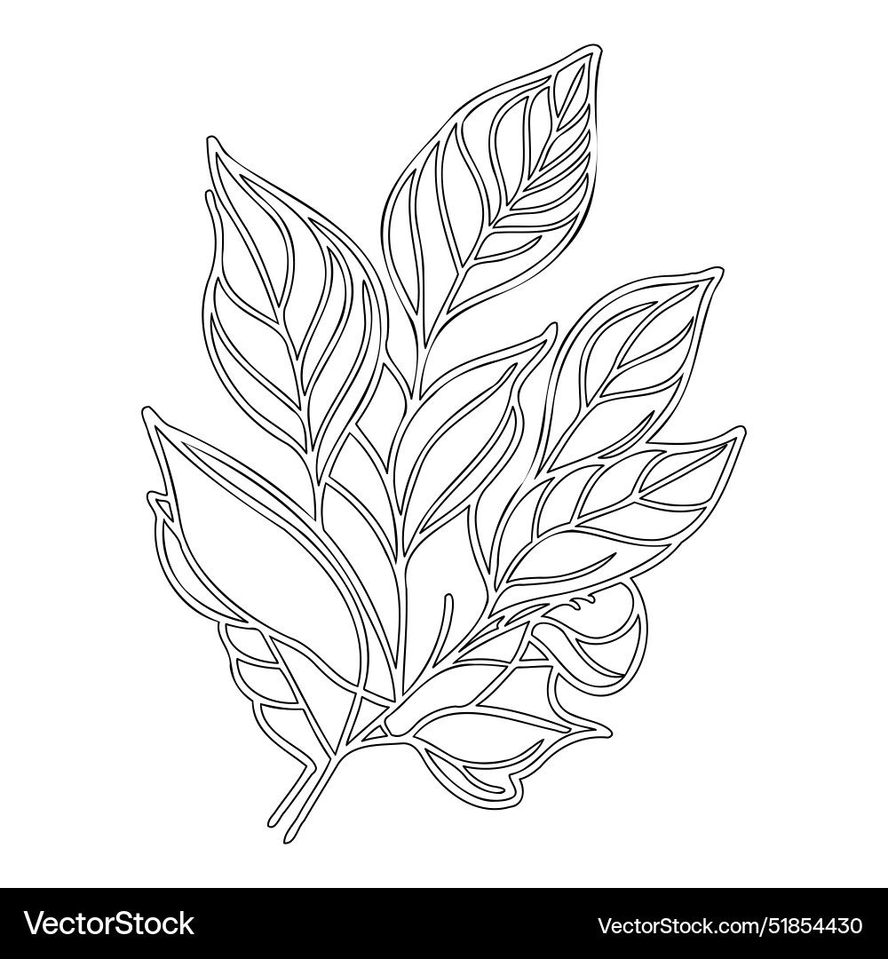 Lilac leaf floral outline sketch Royalty Free Vector Image