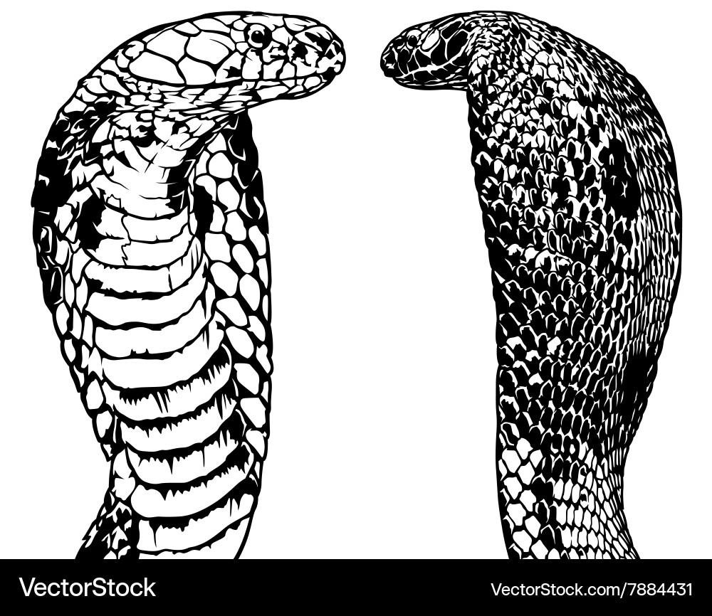 King cobra set Royalty Free Vector Image - VectorStock