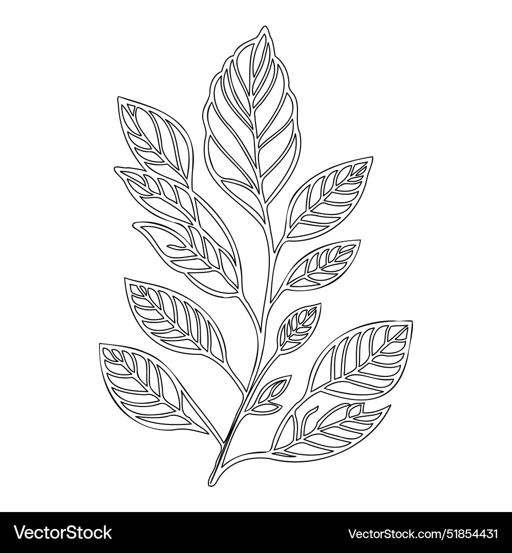 Lilac leaf floral outline sketch Royalty Free Vector Image