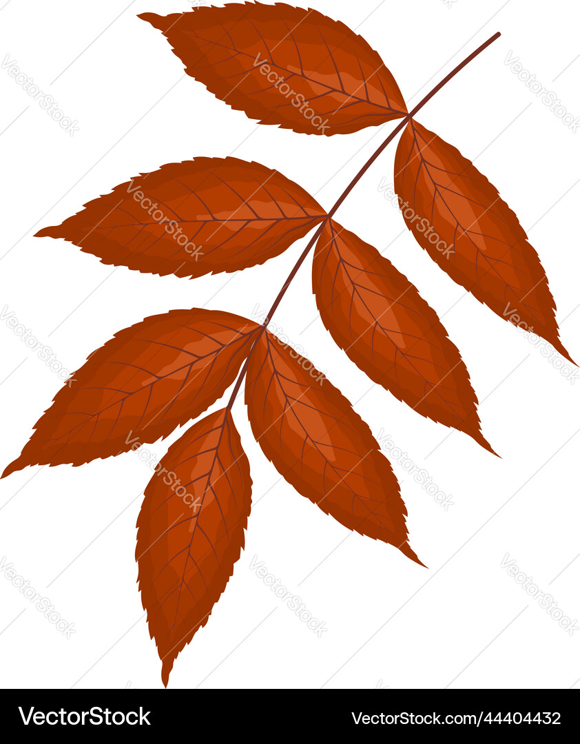 Ash-tree leaf Royalty Free Vector Image - VectorStock
