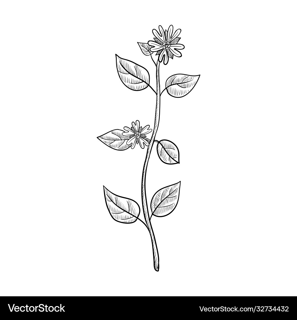 Drawing chickweed Royalty Free Vector Image - VectorStock