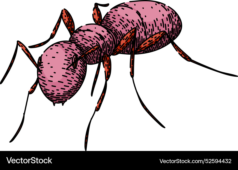 Worker ant sketch hand drawn Royalty Free Vector Image