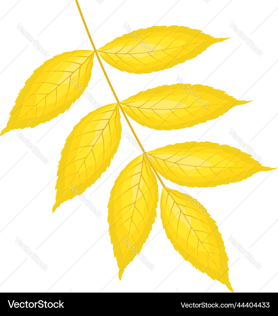 Ash-tree leaf Royalty Free Vector Image - VectorStock