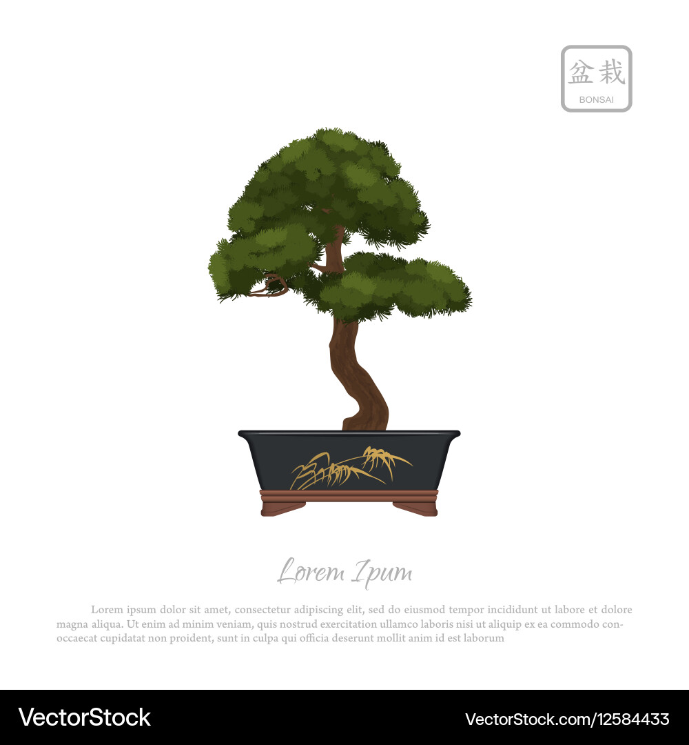 Bonsai tree in pot on white background Royalty Free Vector