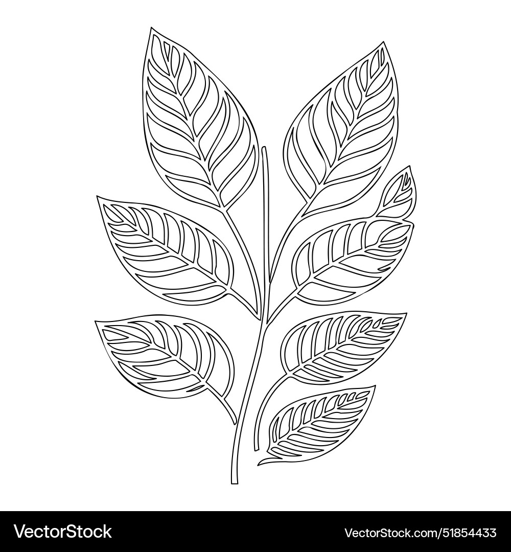 Lilac leaf floral outline sketch Royalty Free Vector Image