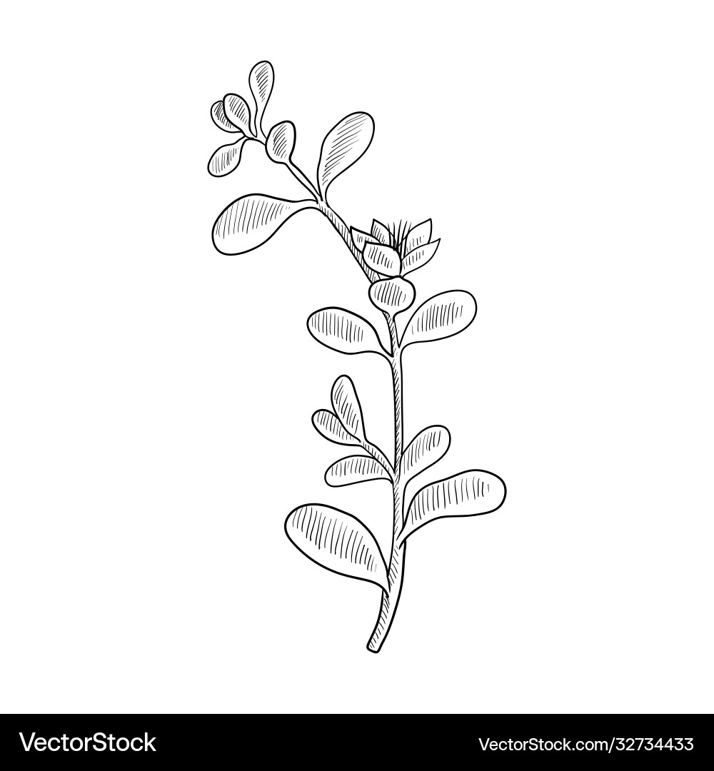 Shoreline Purslane Drawing Royalty Free Vector Image