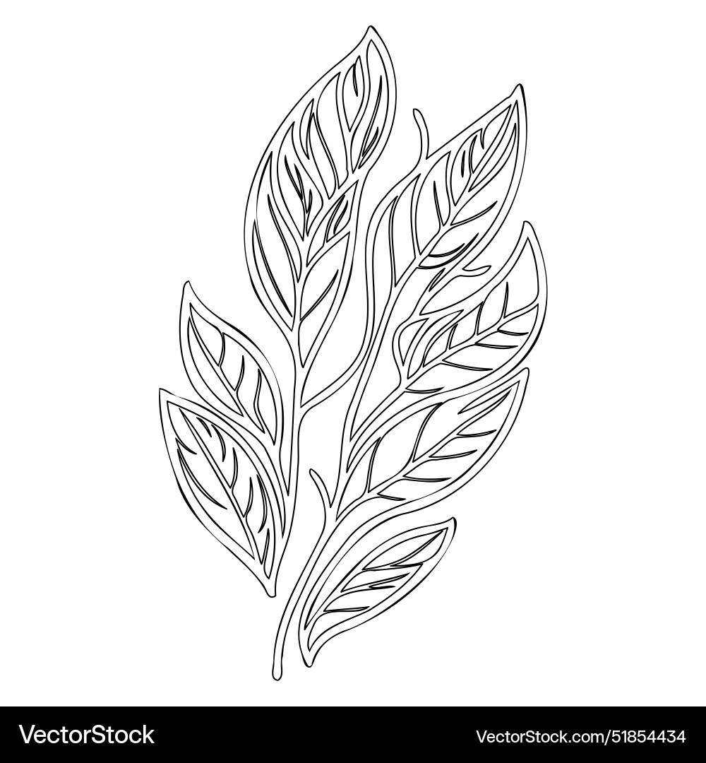 Lilac leaf floral outline sketch Royalty Free Vector Image