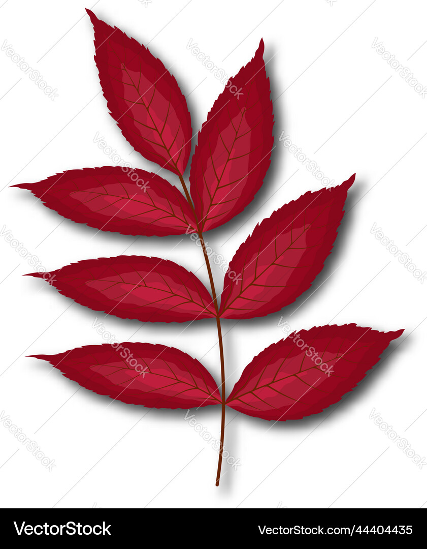 Ash-tree leaf Royalty Free Vector Image - VectorStock