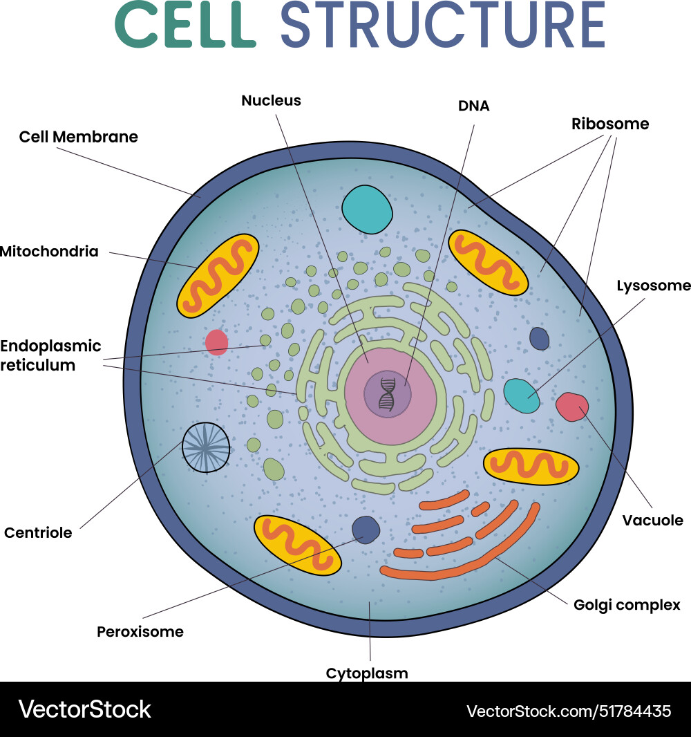 Cell structure infographic Royalty Free Vector Image