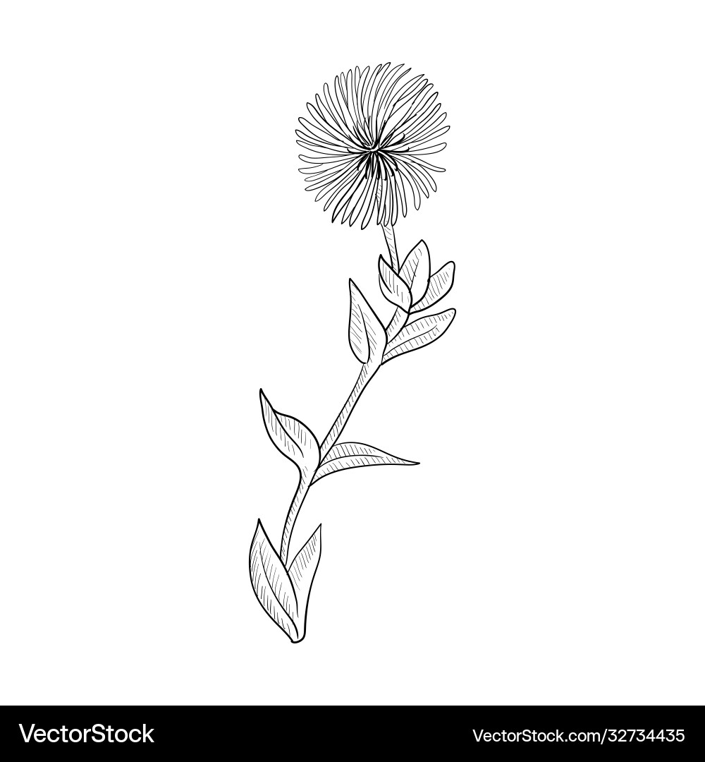 Drawing kanna Royalty Free Vector Image - VectorStock