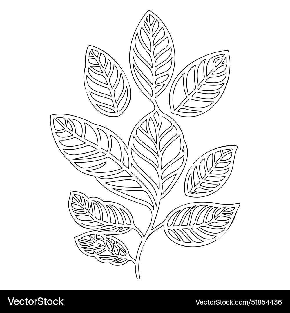 Lilac leaf floral outline sketch Royalty Free Vector Image