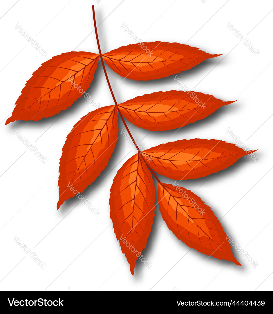 Ash-tree leaf Royalty Free Vector Image - VectorStock