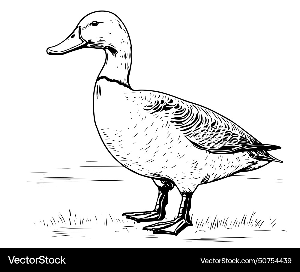 Hand drawn duck animal sketch Royalty Free Vector Image