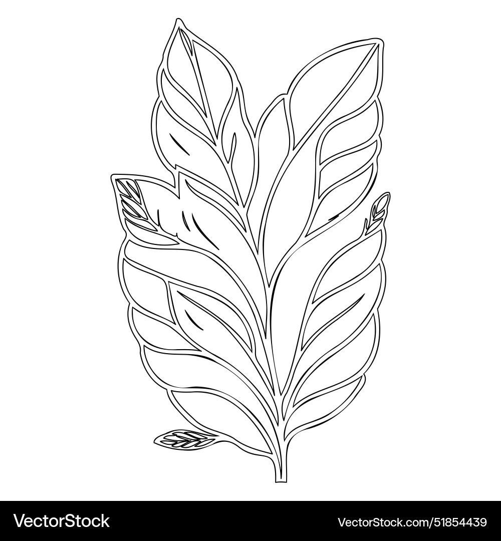 Lilac leaf floral outline sketch Royalty Free Vector Image