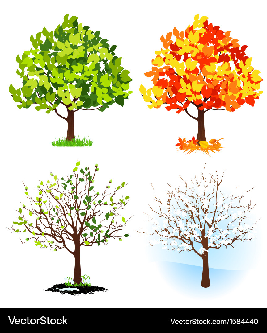 Four Seasonal Trees Royalty Free Vector Image - VectorStock