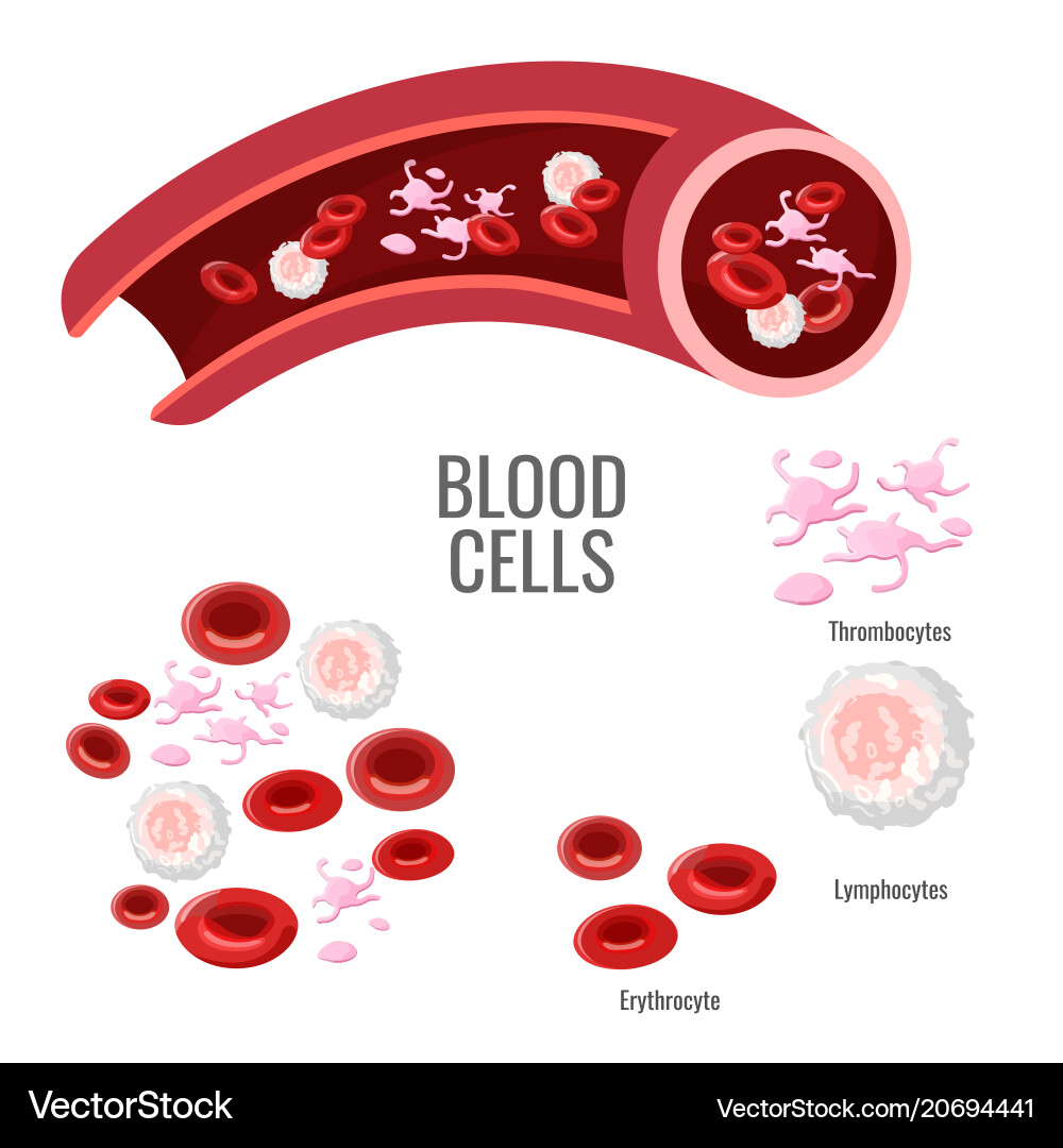 Thrombocyte Vector Images (over 420)