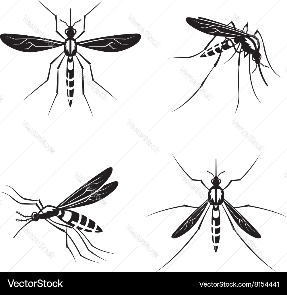 Set of mosquito Royalty Free Vector Image - VectorStock