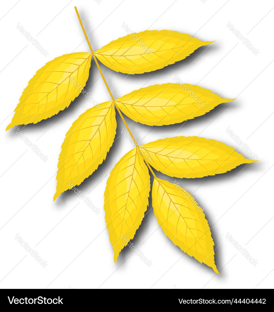 Ash-tree leaf Royalty Free Vector Image - VectorStock