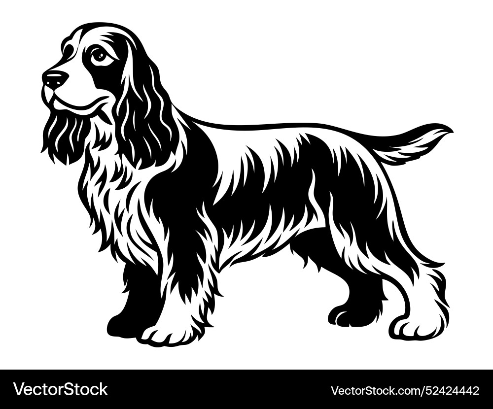 Cocker spaniel dog full body icon black and white Vector Image