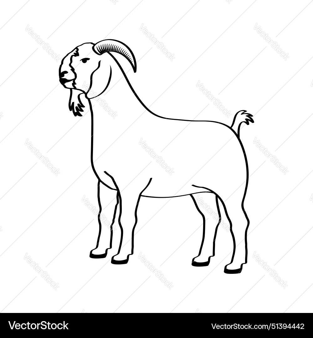 Goat line art eid al-adha sacrifice celebration Vector Image
