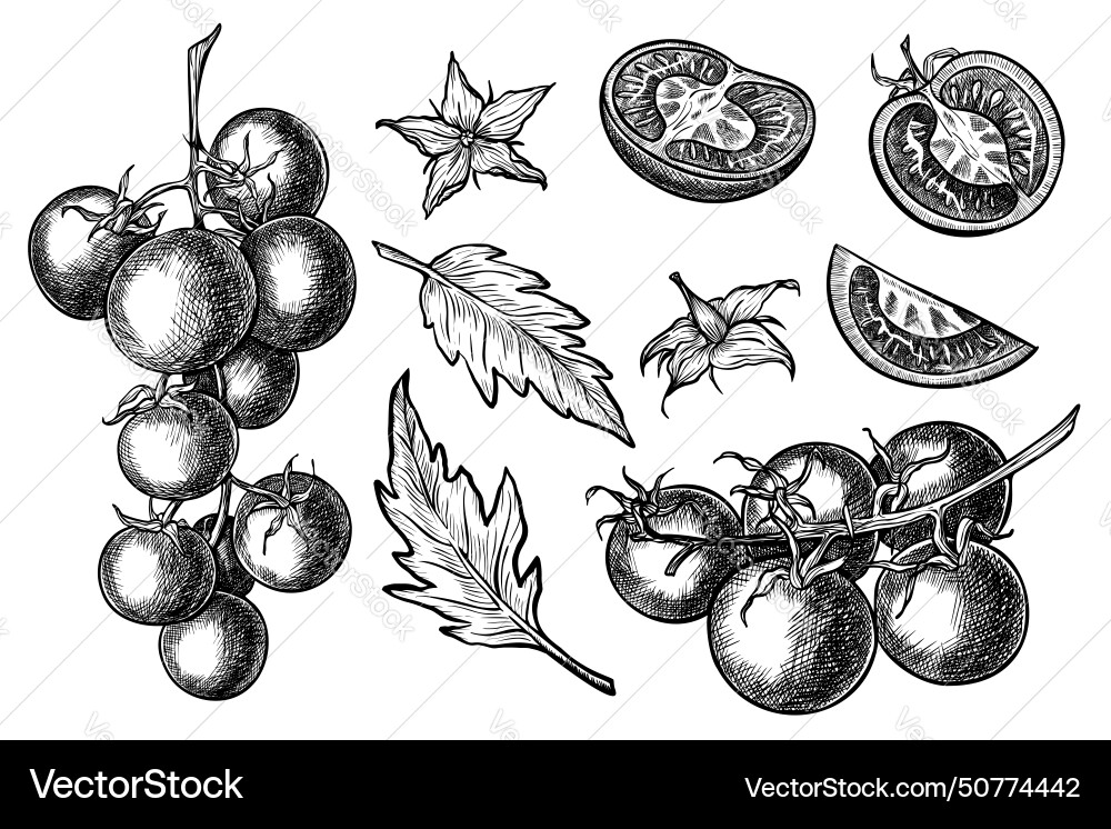 Hand-Drawn Tomato Branch Royalty Free Vector Image