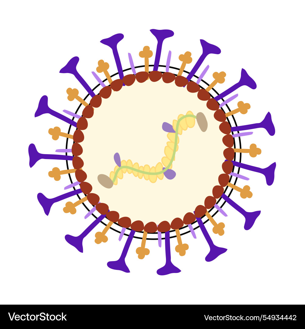 Human metapneumovirus hmpv structure Royalty Free Vector