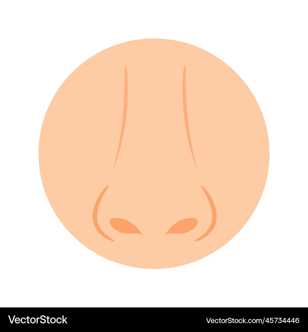 Beautiful human nose and nostrils front view Vector Image