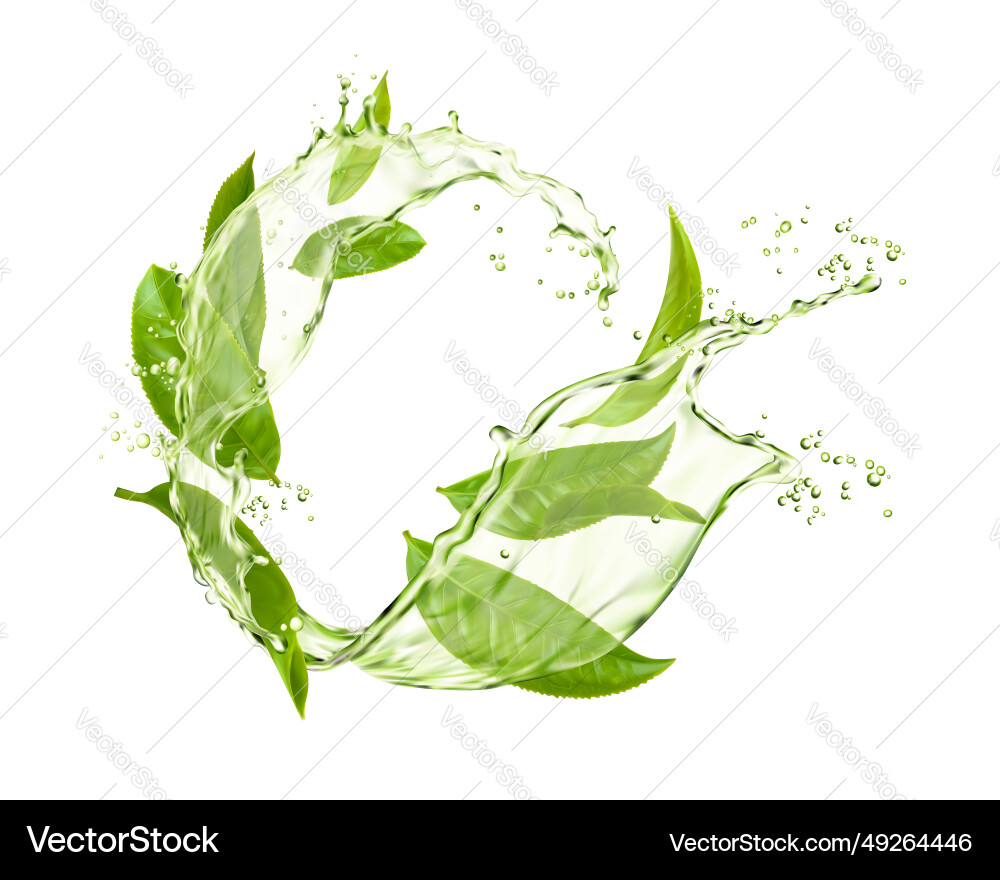 Green tea leaves with flow splash and drops Vector Image