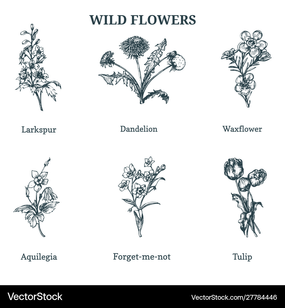 Wild flowers hand drawn Royalty Free Vector Image