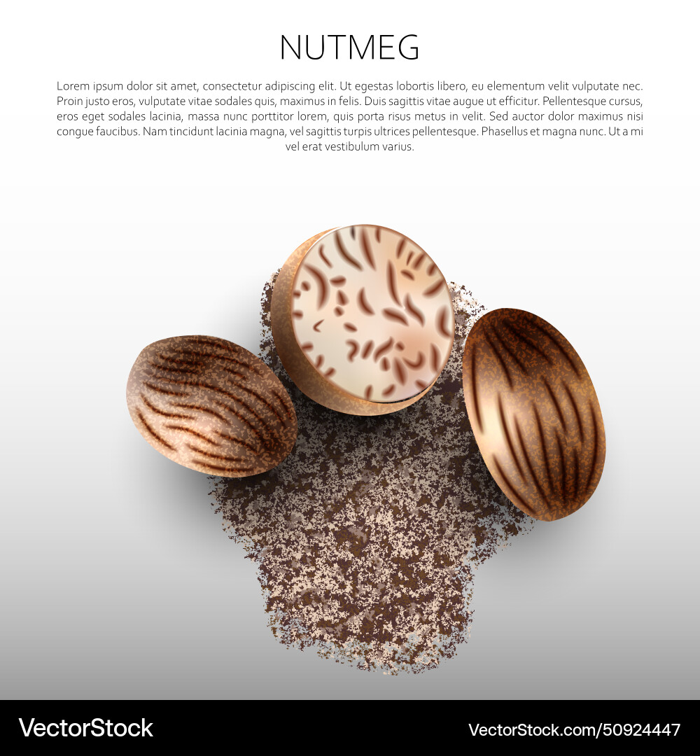 Culinary spices nutmeg Royalty Free Vector Image